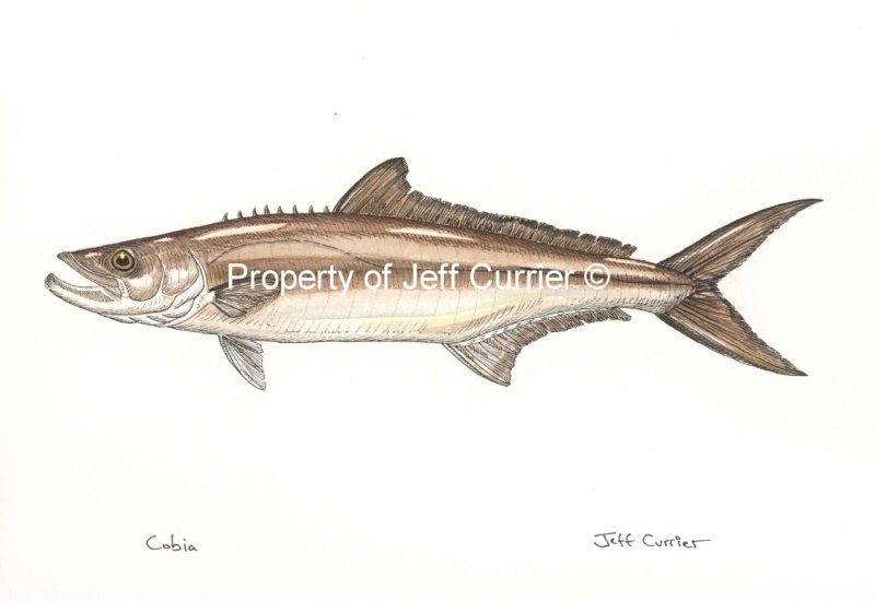 Saltwater Species – Jeff Currier