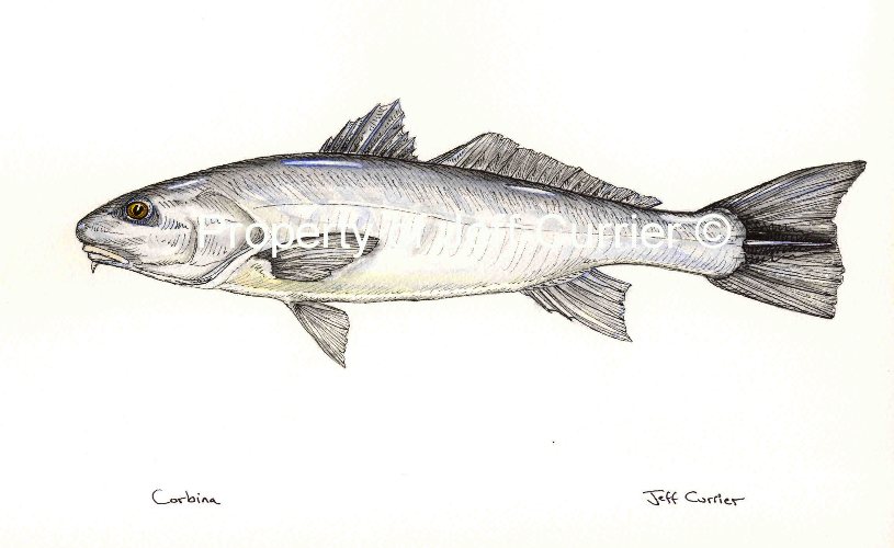 Saltwater Species – Jeff Currier