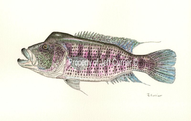 Exotic Species – Jeff Currier