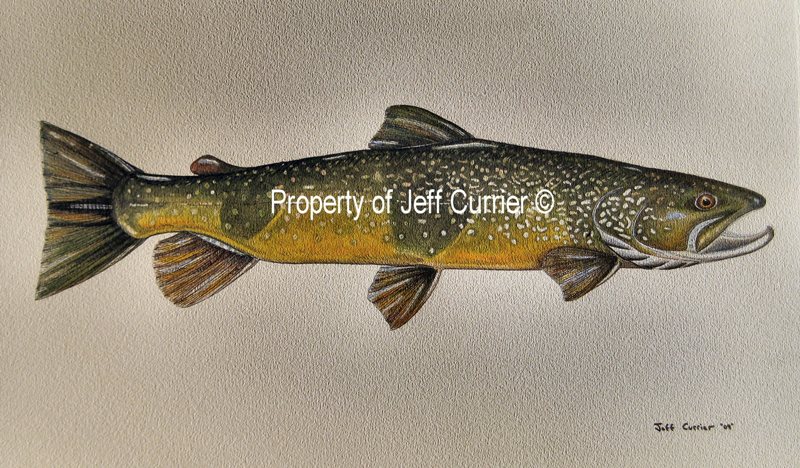 Trout, Salmon and Char – Jeff Currier