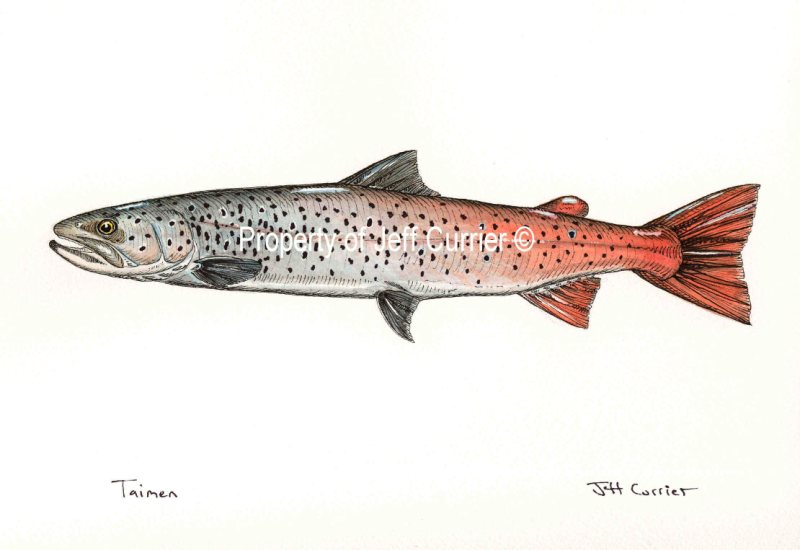 Trout, Salmon and Char – Jeff Currier
