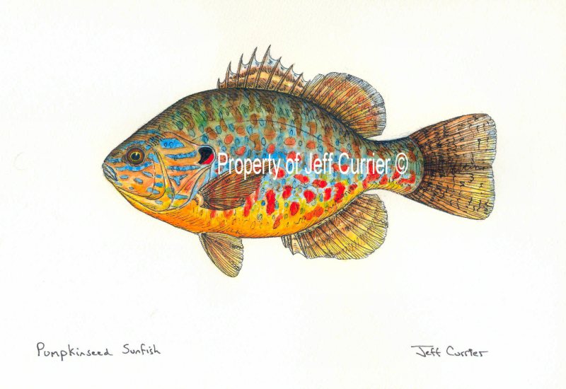 Warmwater Species – Jeff Currier