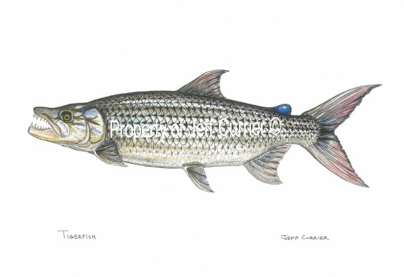 Exotic Species – Jeff Currier