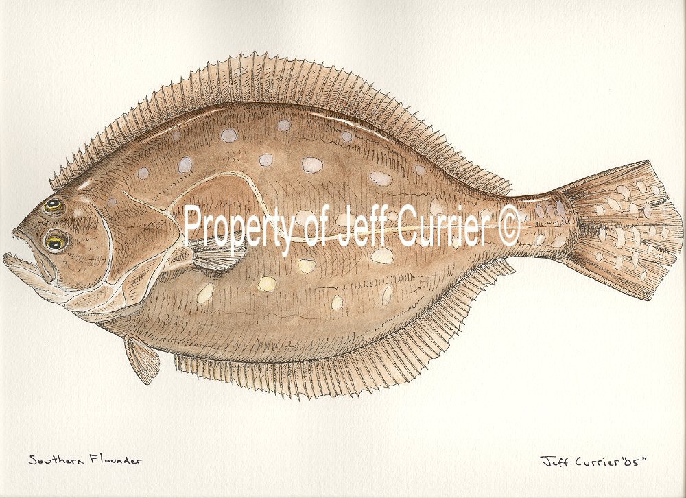 Saltwater Species – Jeff Currier