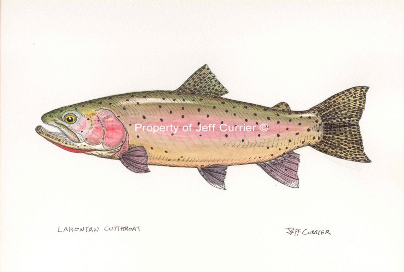Trout, Salmon and Char – Jeff Currier