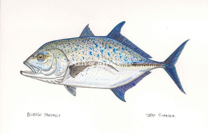 Saltwater Species – Jeff Currier